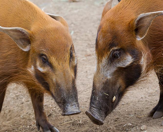 Animals & Gardens | San Diego Zoo Safari Park